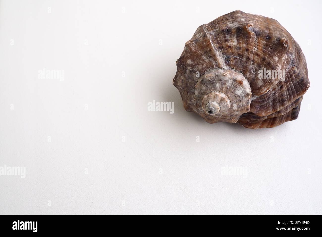 Rapana, genus of carnivorous marine prosobranch gastropods from the ...