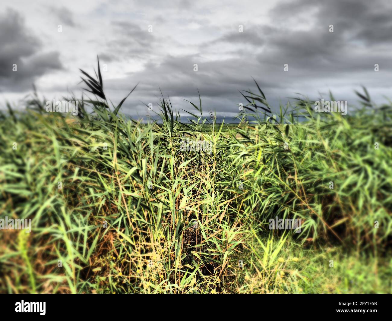 Common reed, or southern reed, Phragmites australis, a tall perennial ...