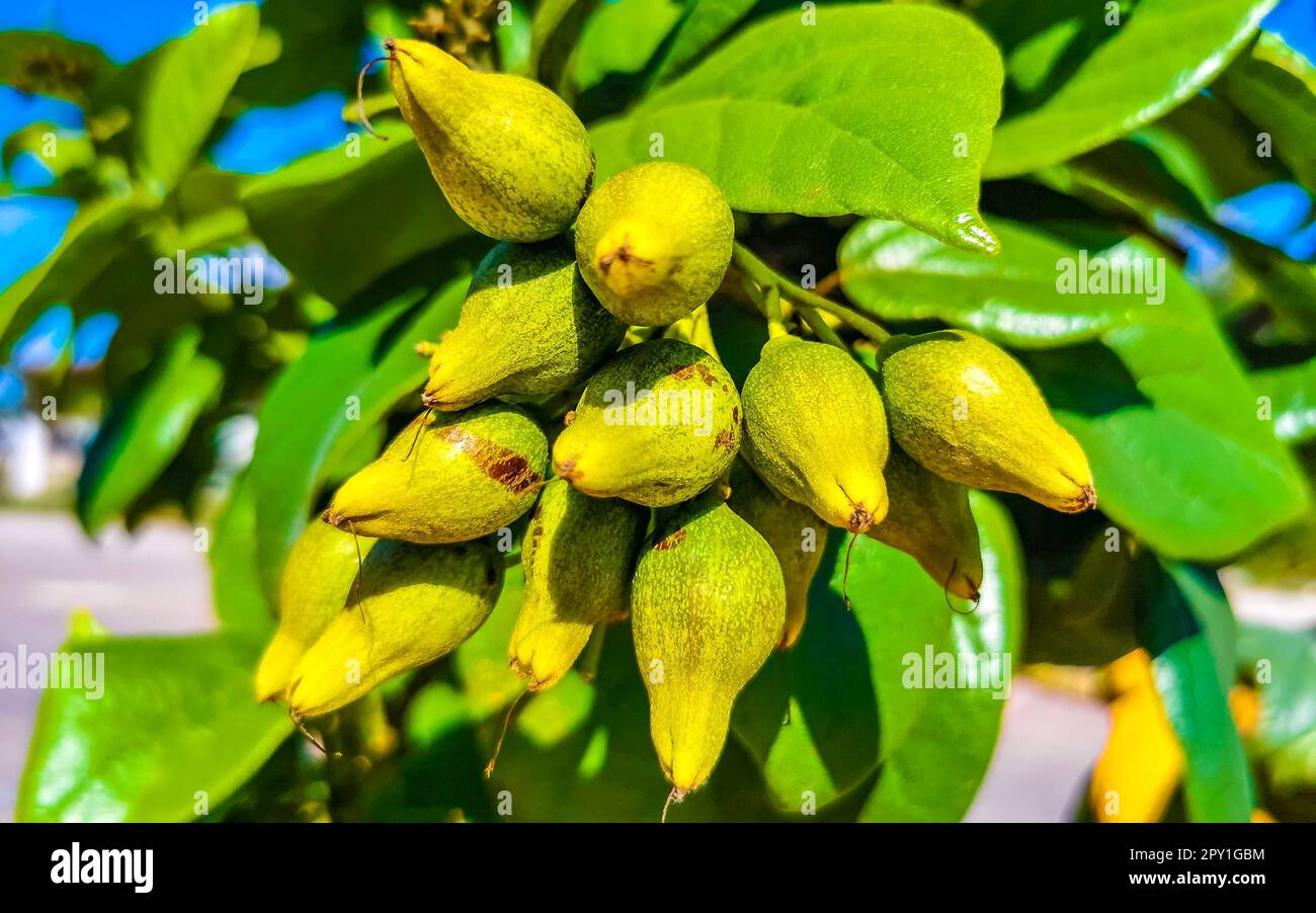 Kou Cordia subcordata flowering tree with orange flowers beach cordia ...