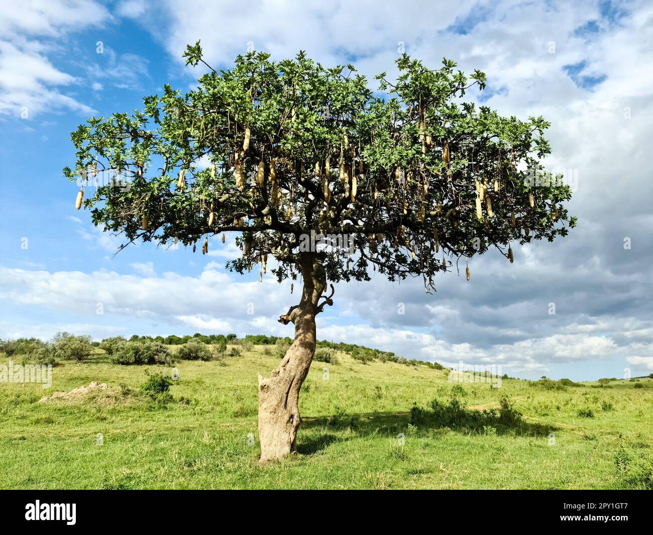 A beautiful sausage tree Kigelia africana in the savannah of Kenya in ...