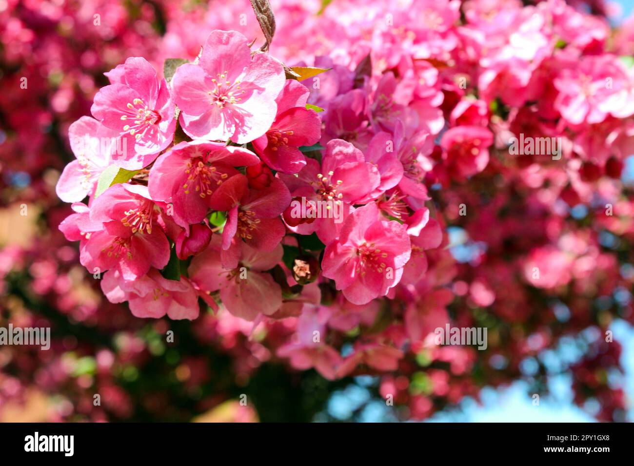 Pink Malus spectabilis Stock Photo - Alamy