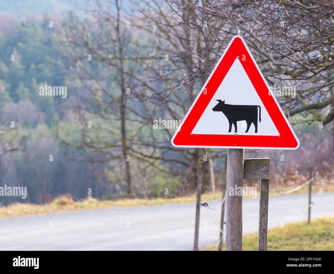 Cattle crossing warning road sign. Vector illustration of cow caution ...