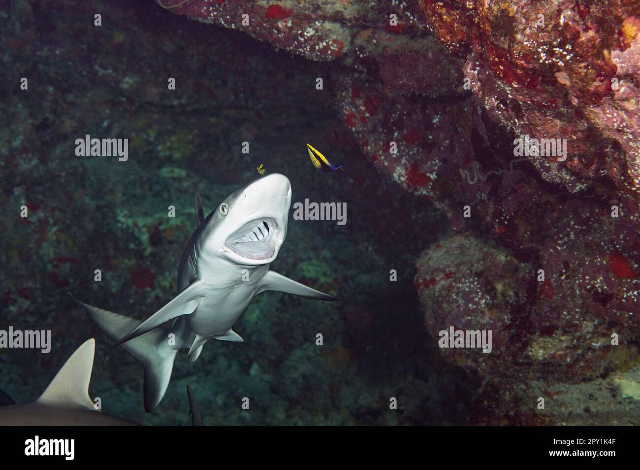 Cleaner wrasse and shark hi-res stock photography and images - Alamy
