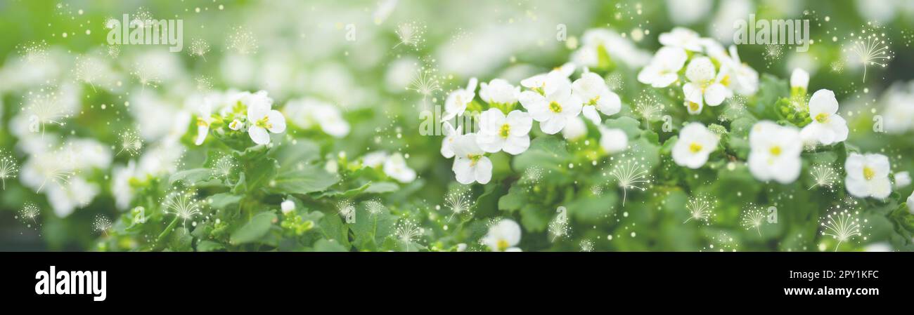 Different focused particles of pollen in a flower field. Flowers in ...