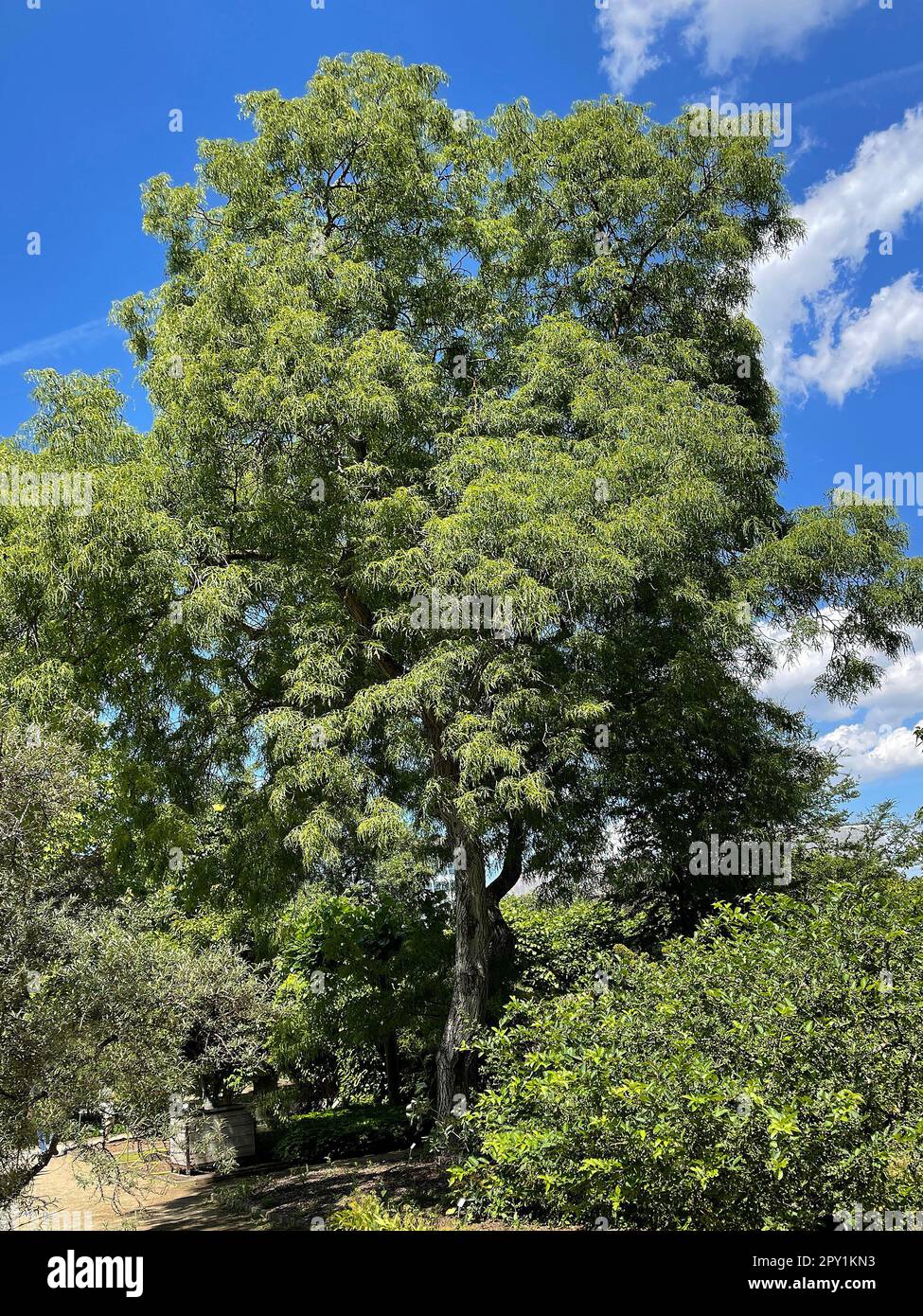 Walnuesse, Juglans regia, ist eine heimische Nussart die an grossen ...