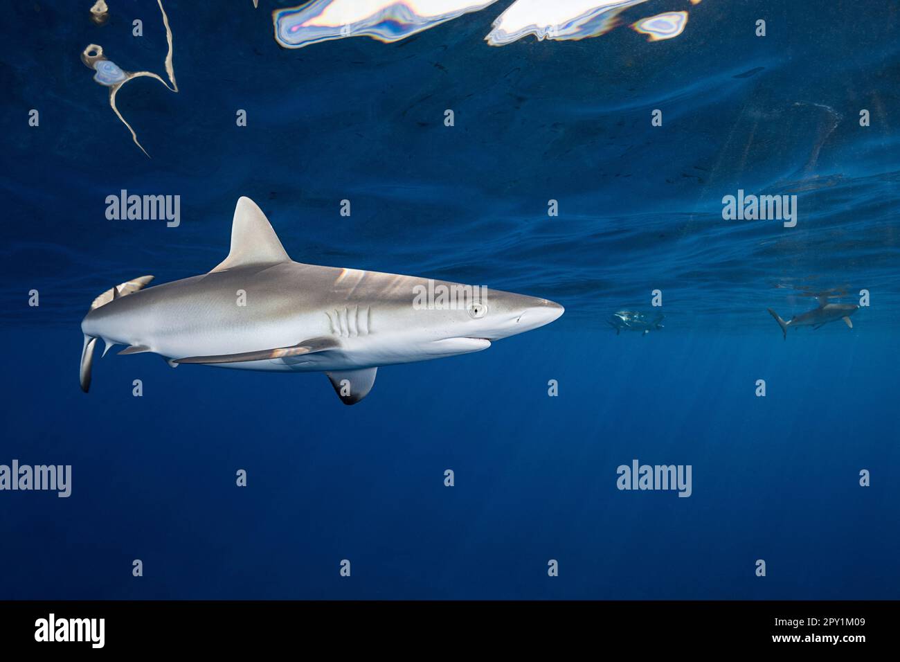 juvenile gray reef sharks, Carcharhinus amblyrhynchos, Mahaiula, North ...