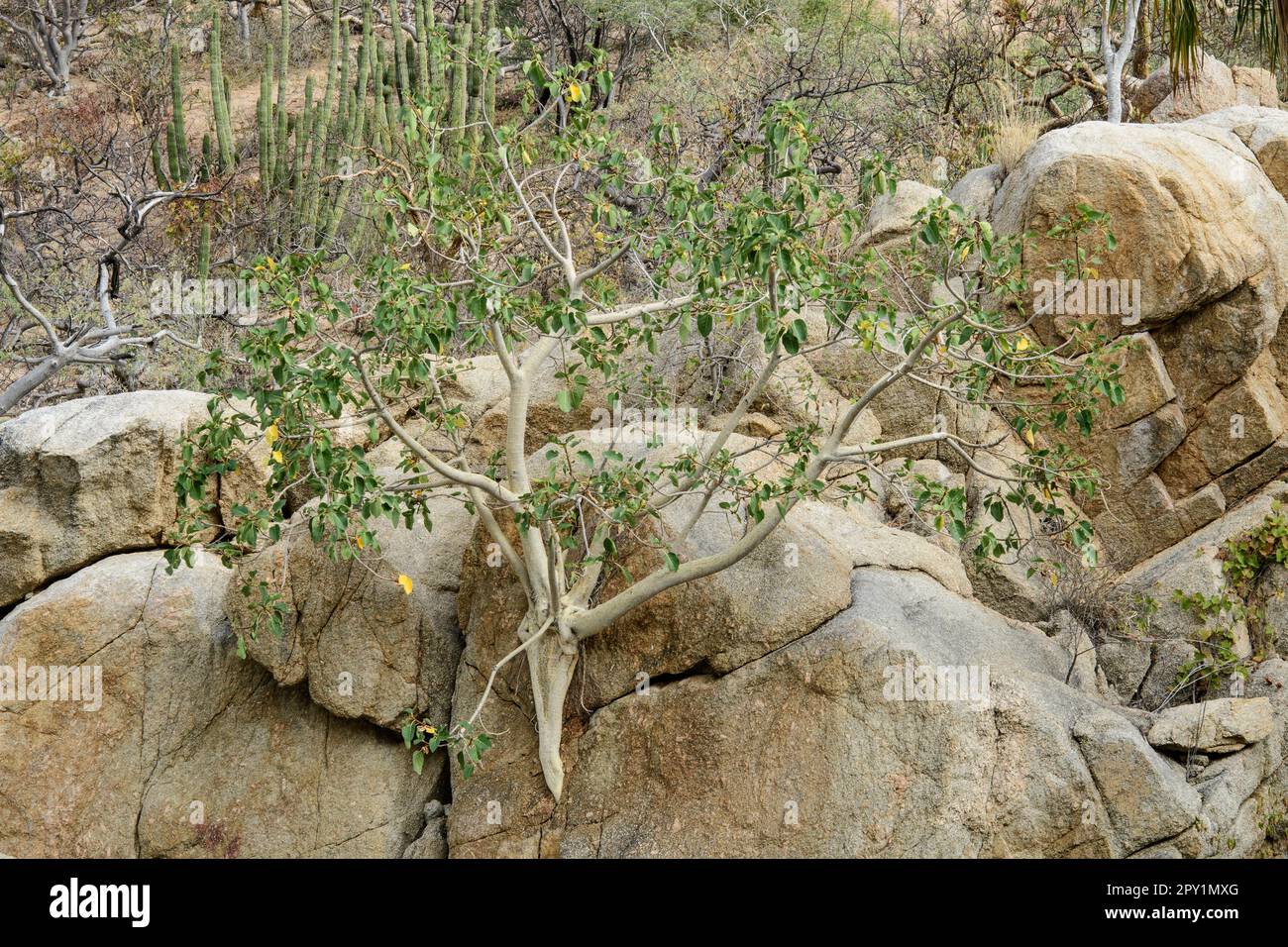 Mexico, Baja California, El Sargento,-Rock Fig Amate Amarillo, Ficus ...