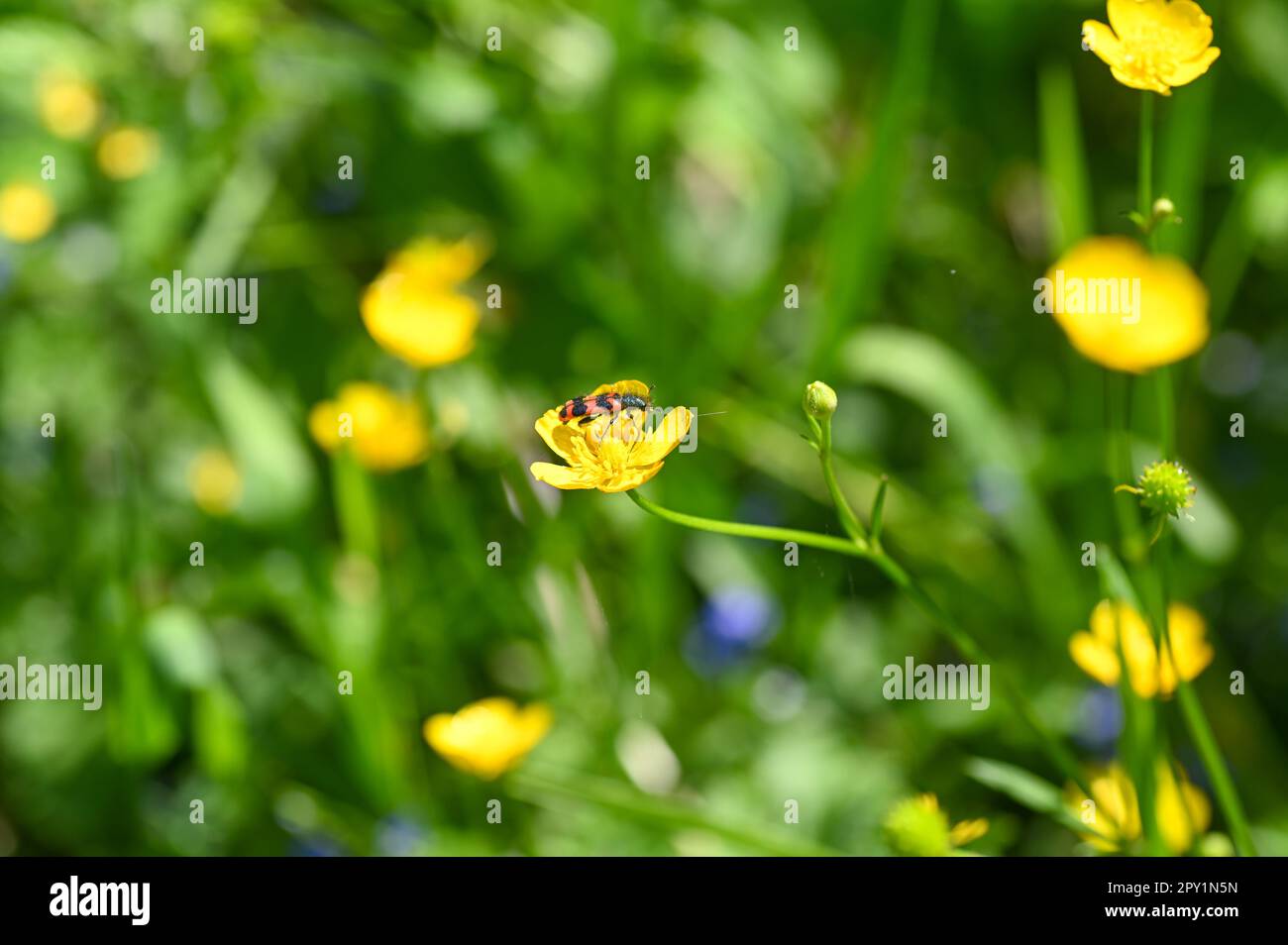 Checkered bee beetle hi-res stock photography and images - Alamy