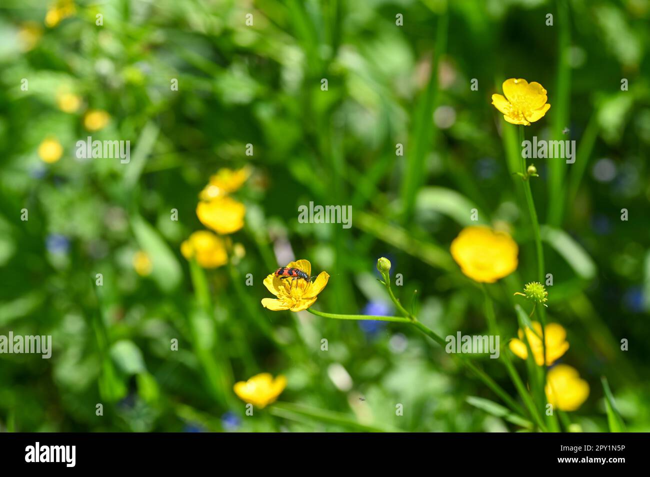 Checkered bee beetle hi-res stock photography and images - Alamy