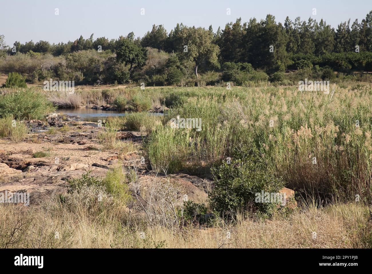 Afrikanischer Busch - Krügerpark - Crocodile River / African Bush ...