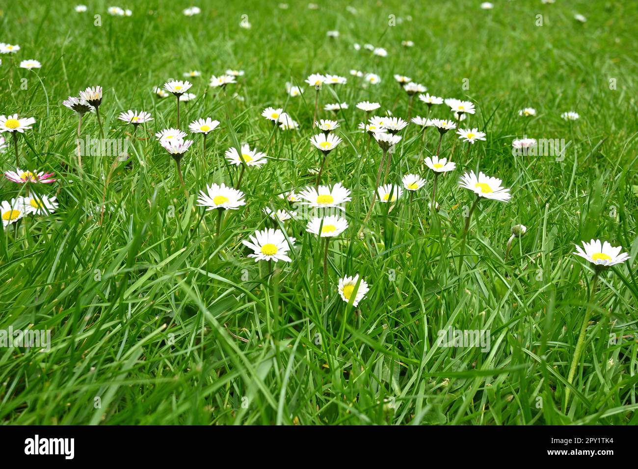 Daisies growing on a lawn Stock Photo - Alamy