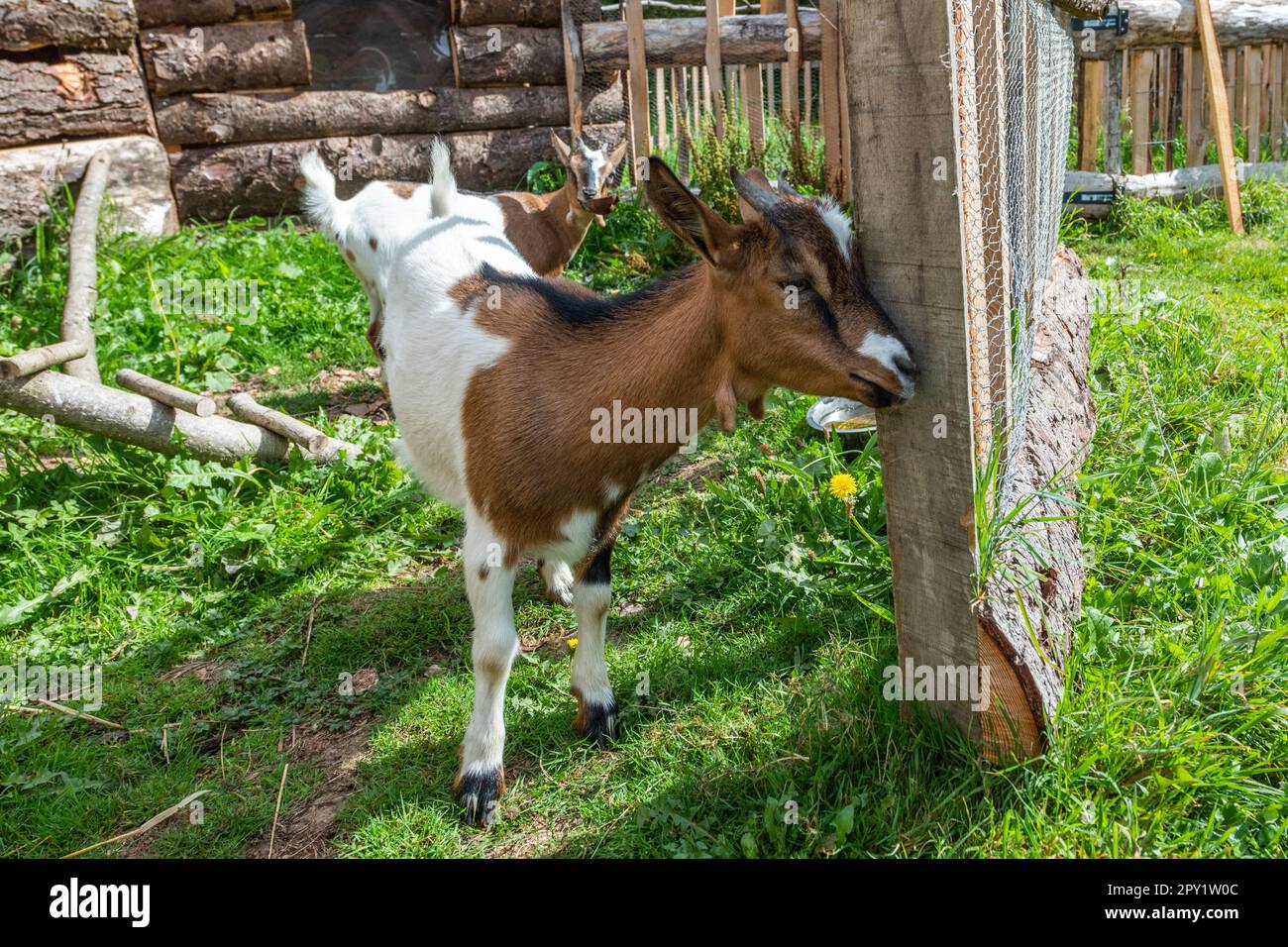 charming portrait of a dwarf goat Stock Photo - Alamy