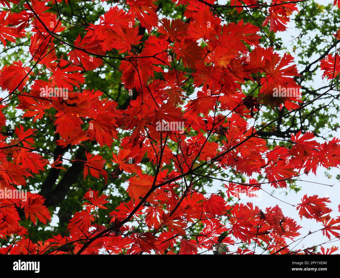 Looking up through japanese hi-res stock photography and images - Alamy