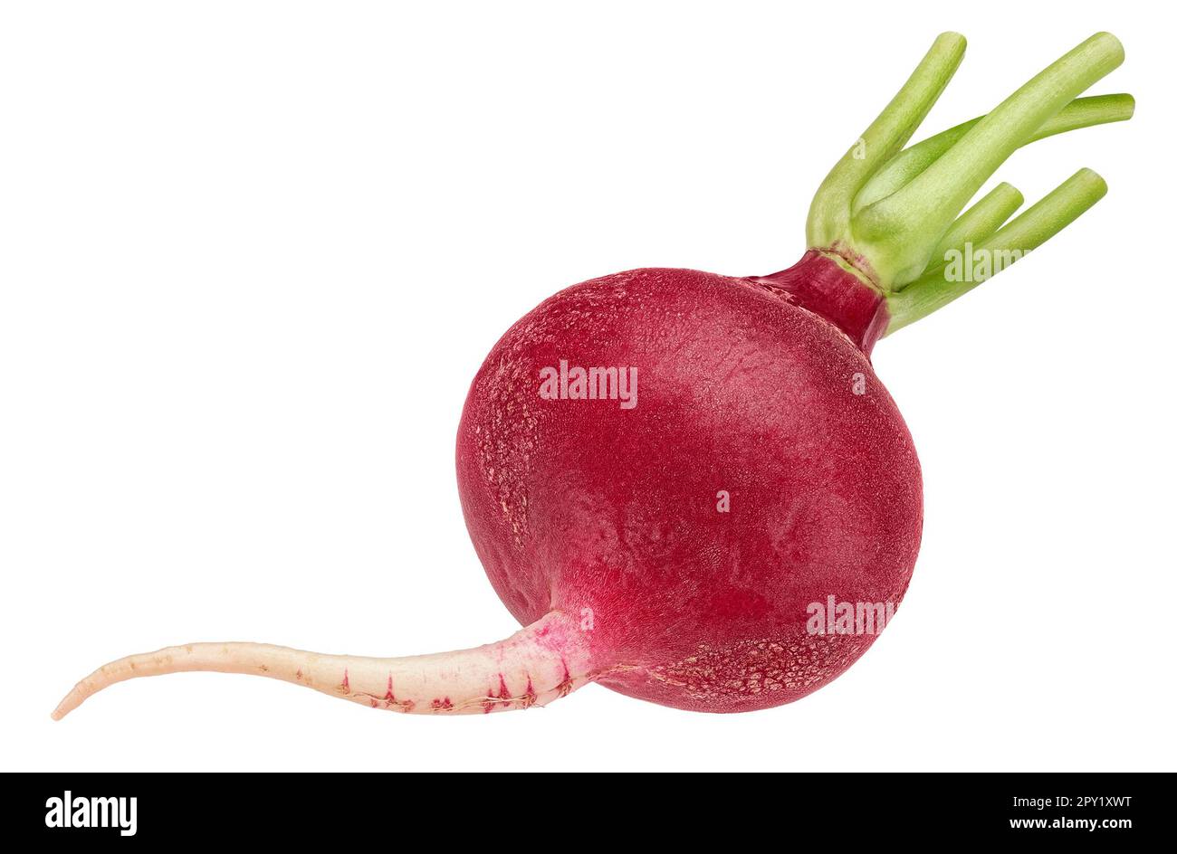One whole radish isolated on white background Stock Photo - Alamy