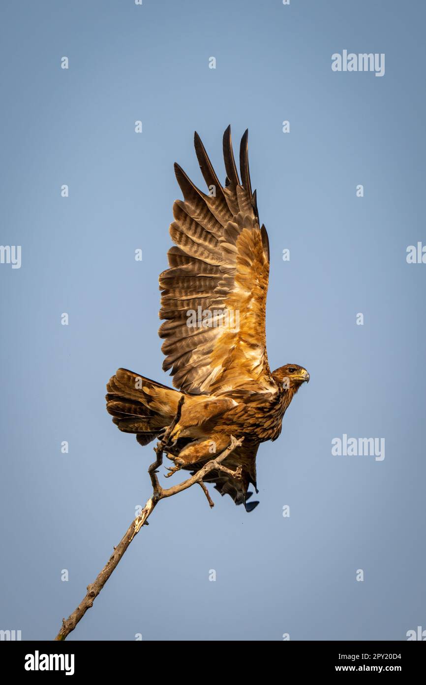 Birds fly off branches hi-res stock photography and images - Alamy