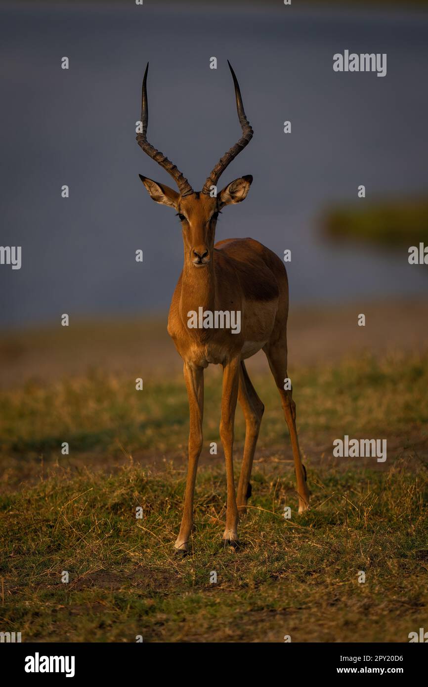 Male common impala stands watching on riverbank Stock Photo - Alamy