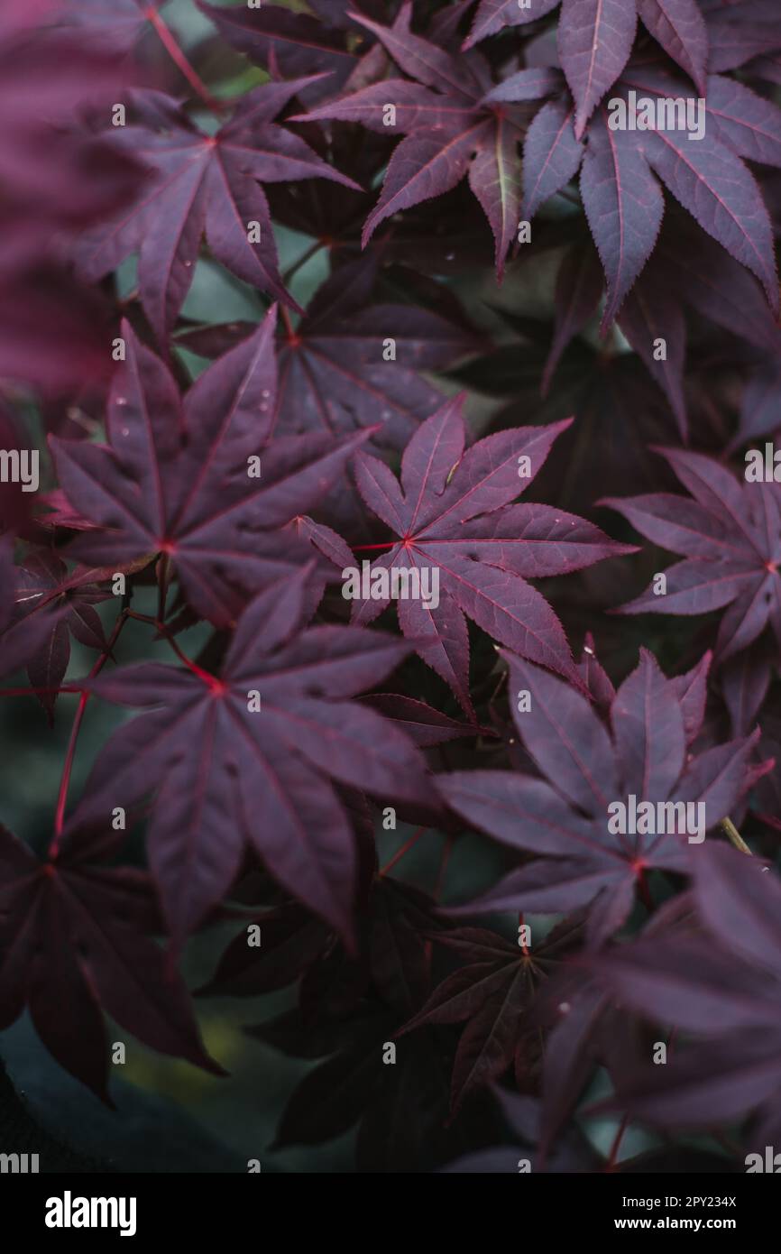Close-up of red Maple palmate leaves, with intricate vein patterns and ...