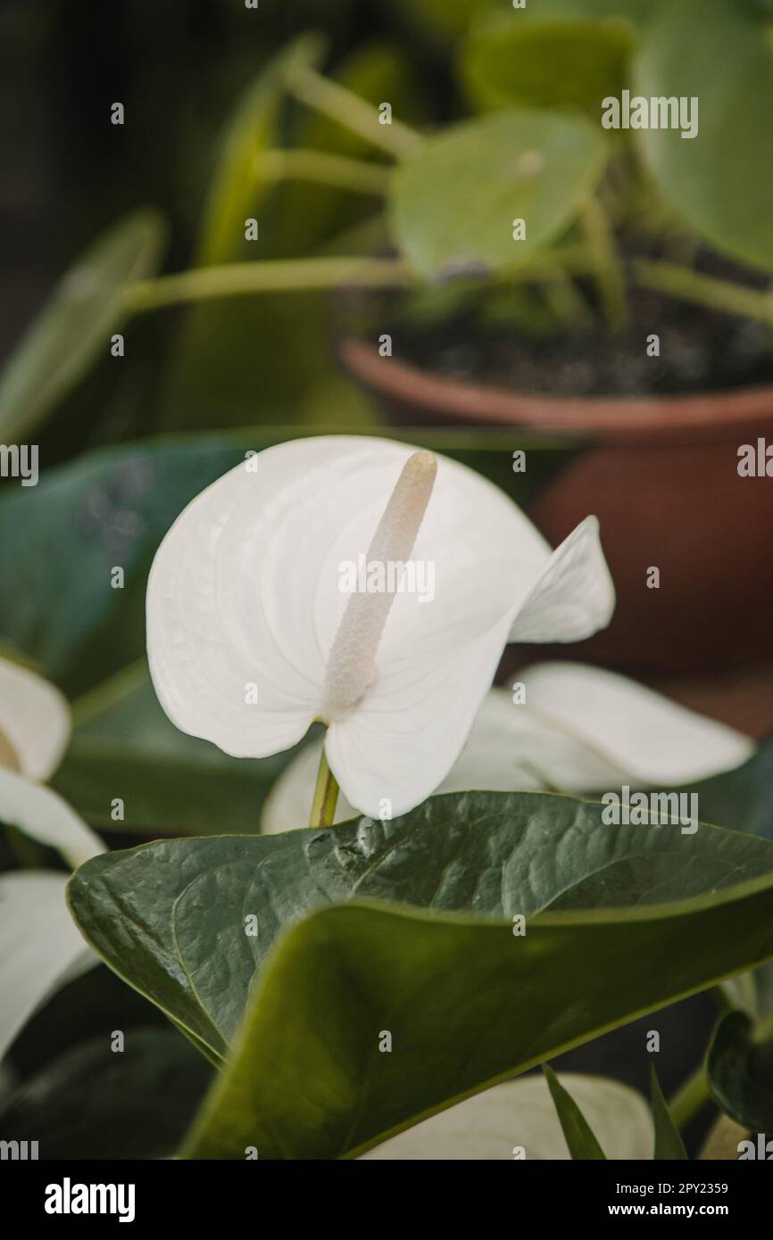 Areca flower hi-res stock photography and images - Alamy