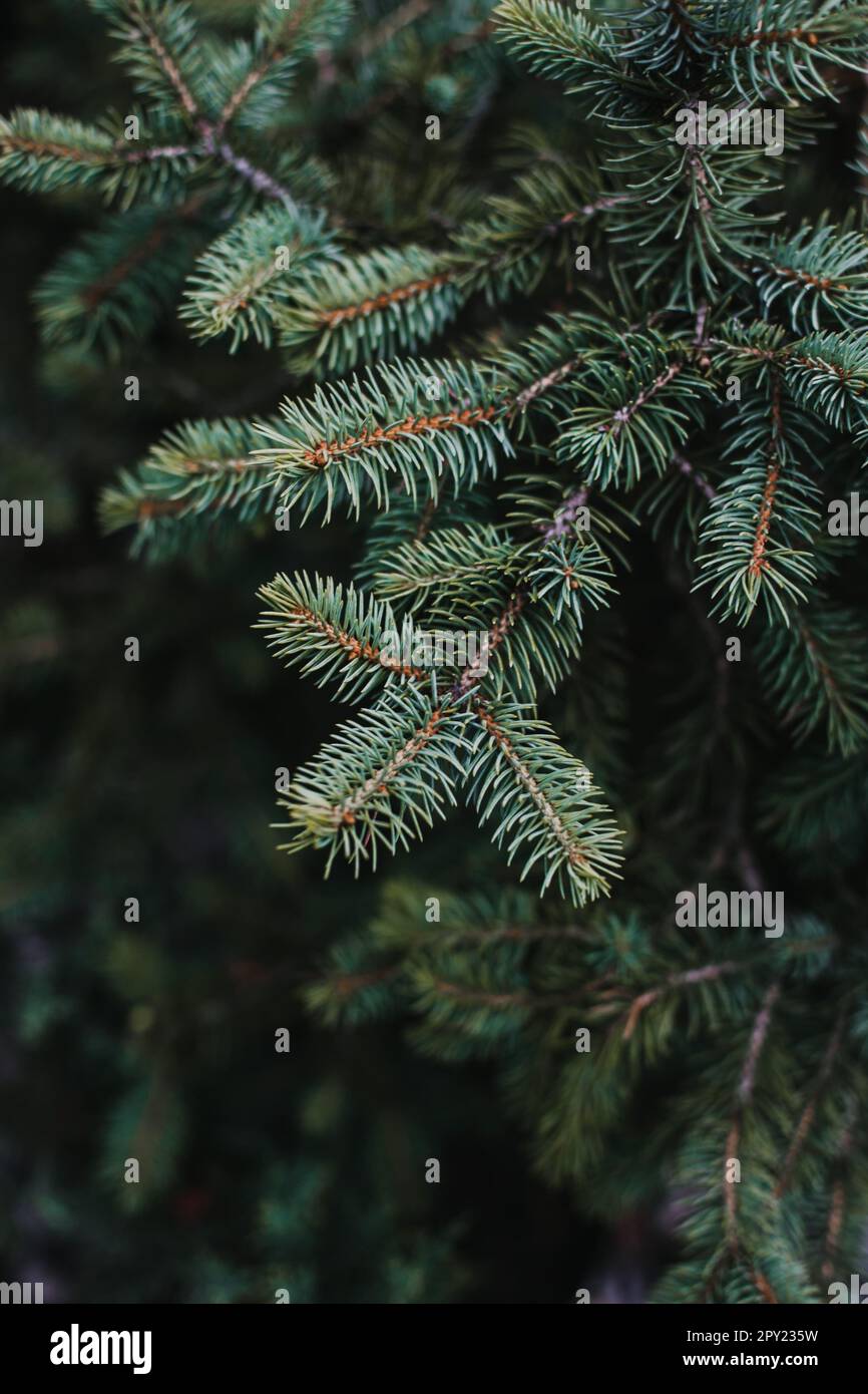 A closeup image of a Blue Spruce tree (Picea Glauca) featuring lush ...