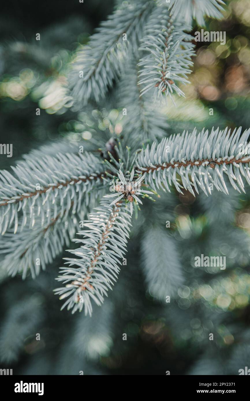 A high-resolution closeup of the foliage of the Blue Spruce (Picea ...