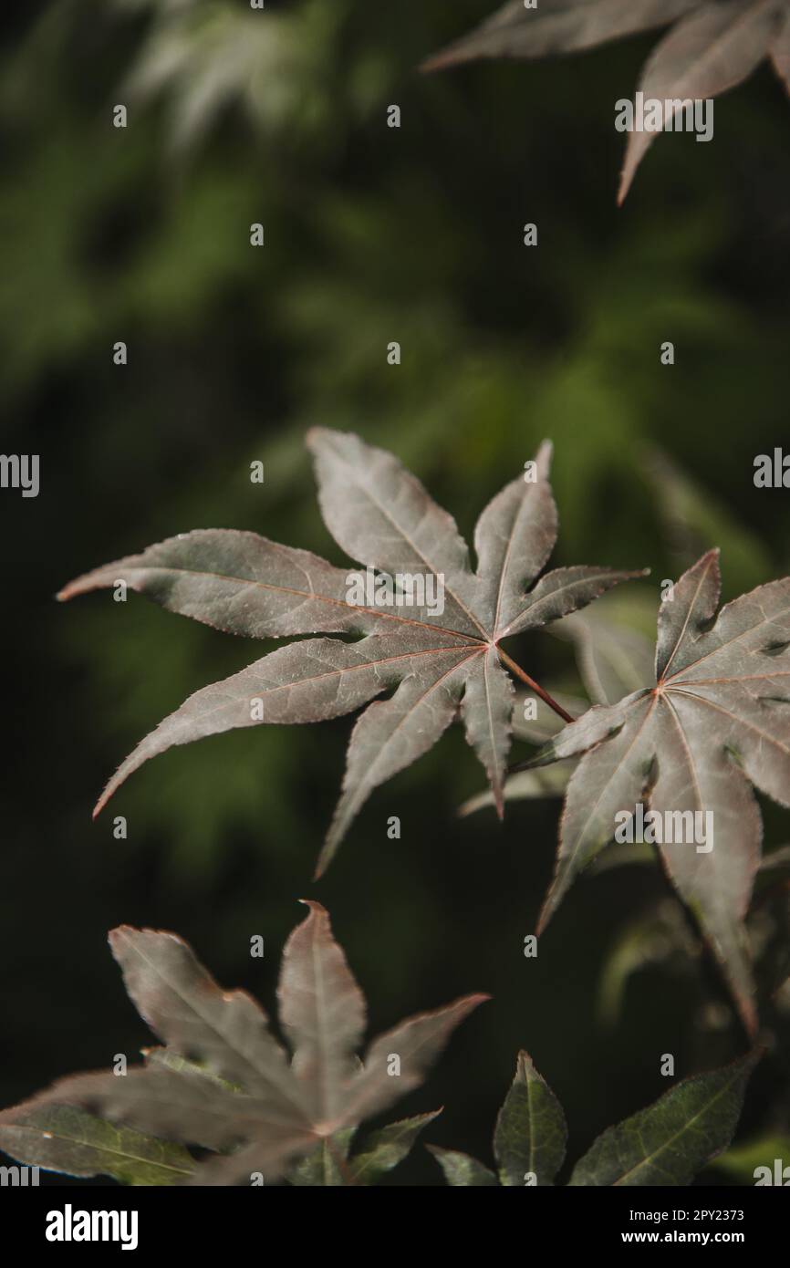 A high-resolution image of a closeup shot of the palmate leaves of a ...