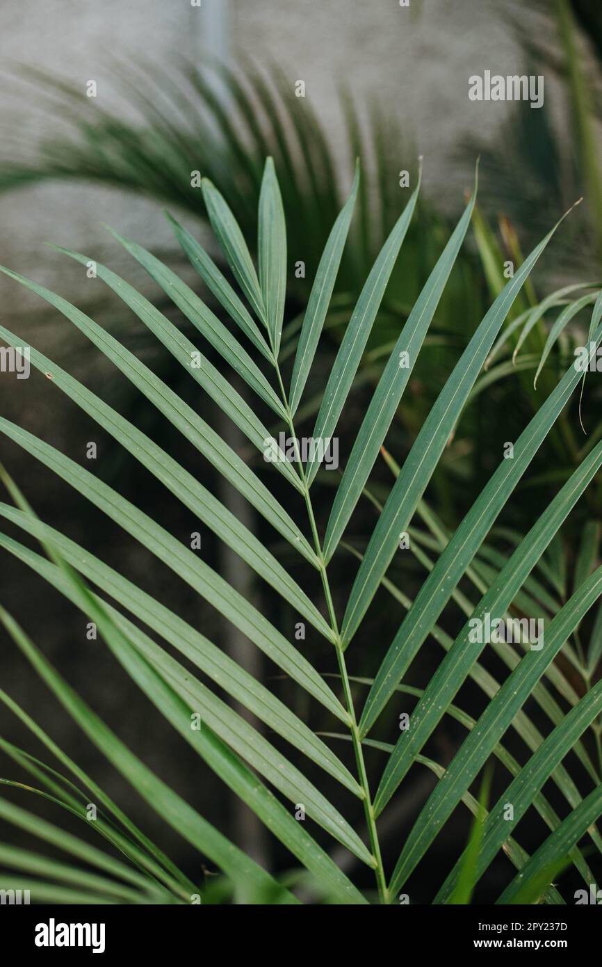 A vivid closeup of a lush areca palm leaf, with its intricate and ...
