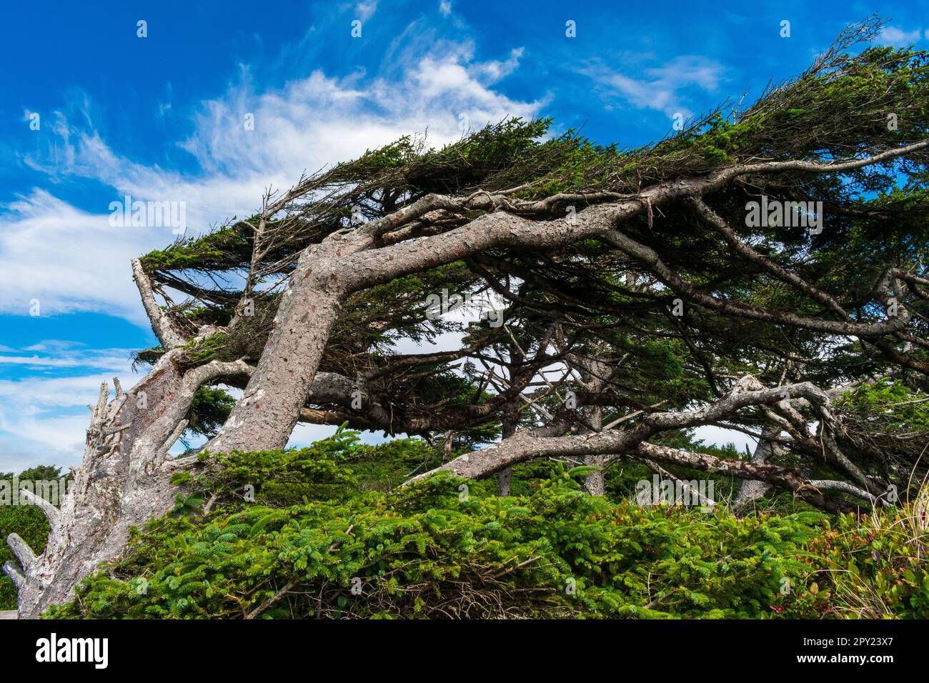 Wind blown warped tree along Oregon Coast, USA Stock Photo - Alamy