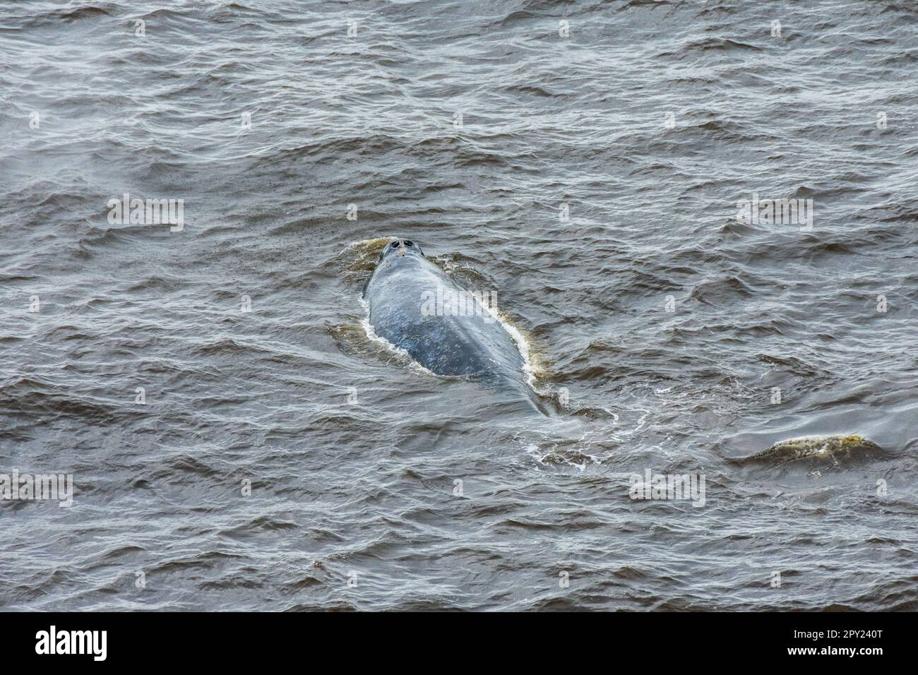 Grey whale oregon coast hi-res stock photography and images - Alamy
