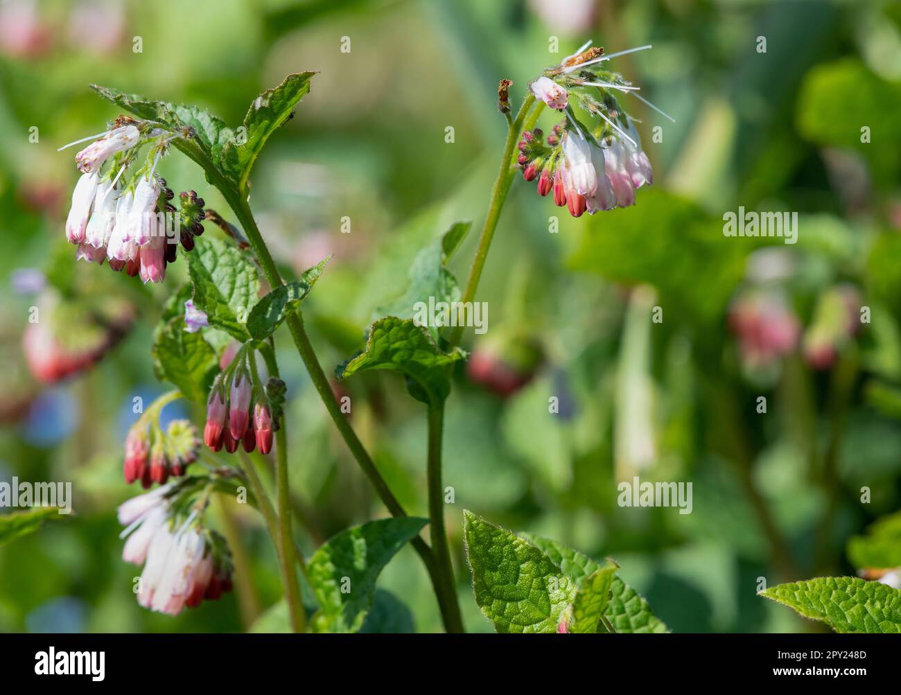 Close up of creeping comfrey (symphytum grandiflorum) flowers in bloom Stock Photo - Alamy