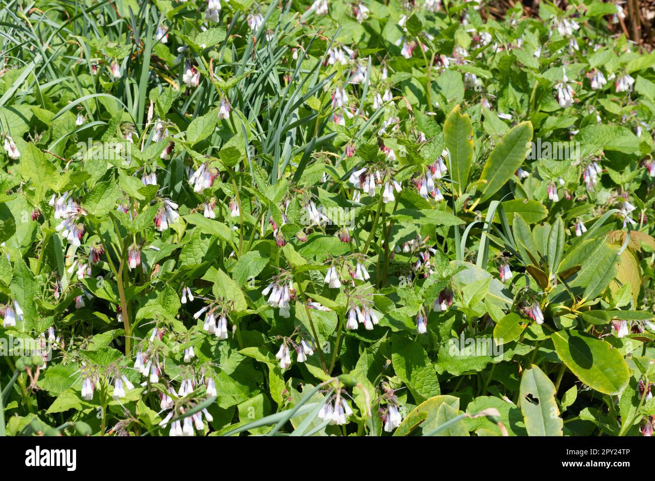 Close up of creeping comfrey (symphytum grandiflorum) flowers in bloom Stock Photo - Alamy
