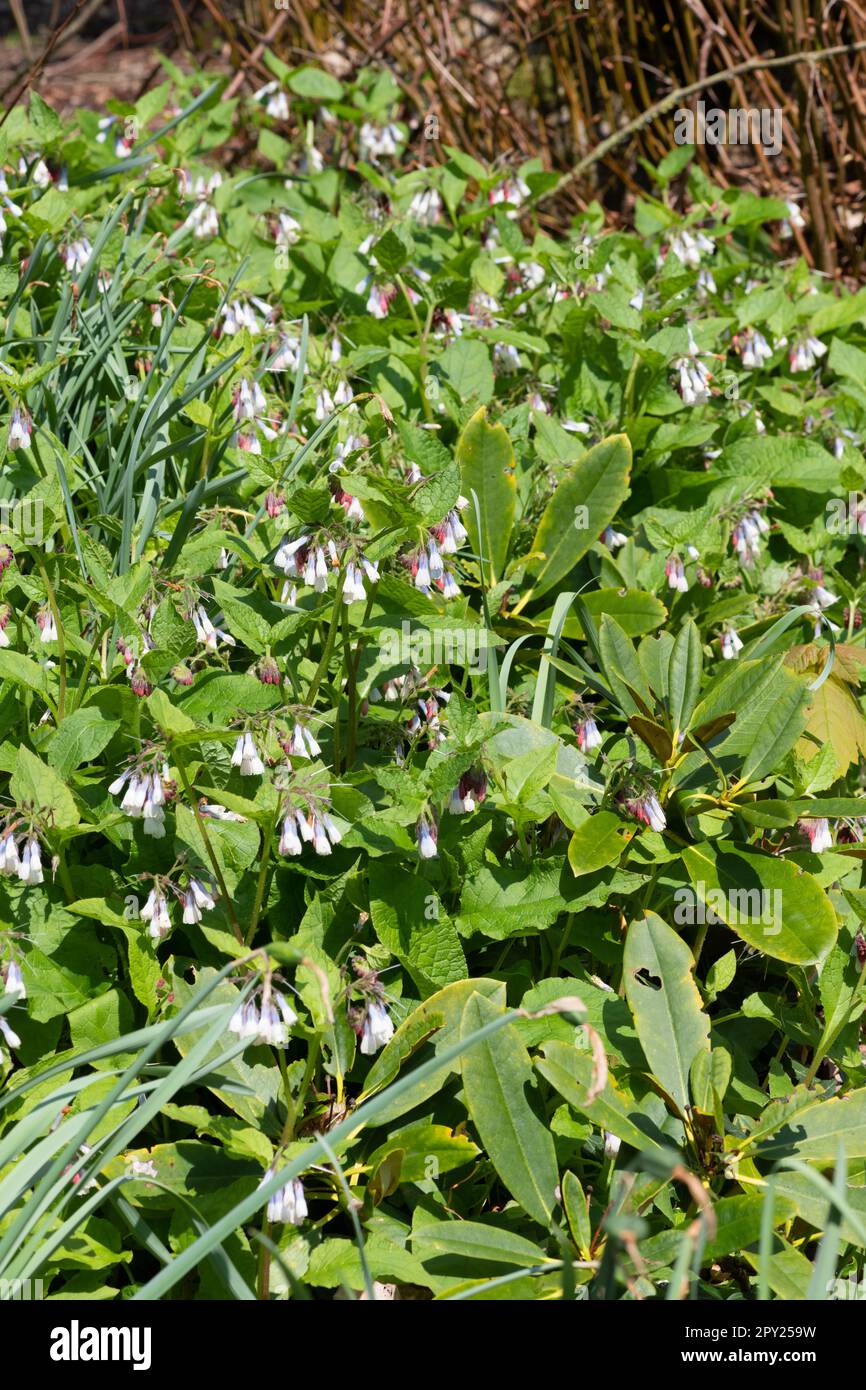 Close up of creeping comfrey (symphytum grandiflorum) flowers in bloom Stock Photo - Alamy