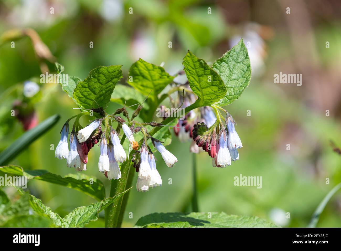 Close up of creeping comfrey (symphytum grandiflorum) flowers in bloom Stock Photo - Alamy