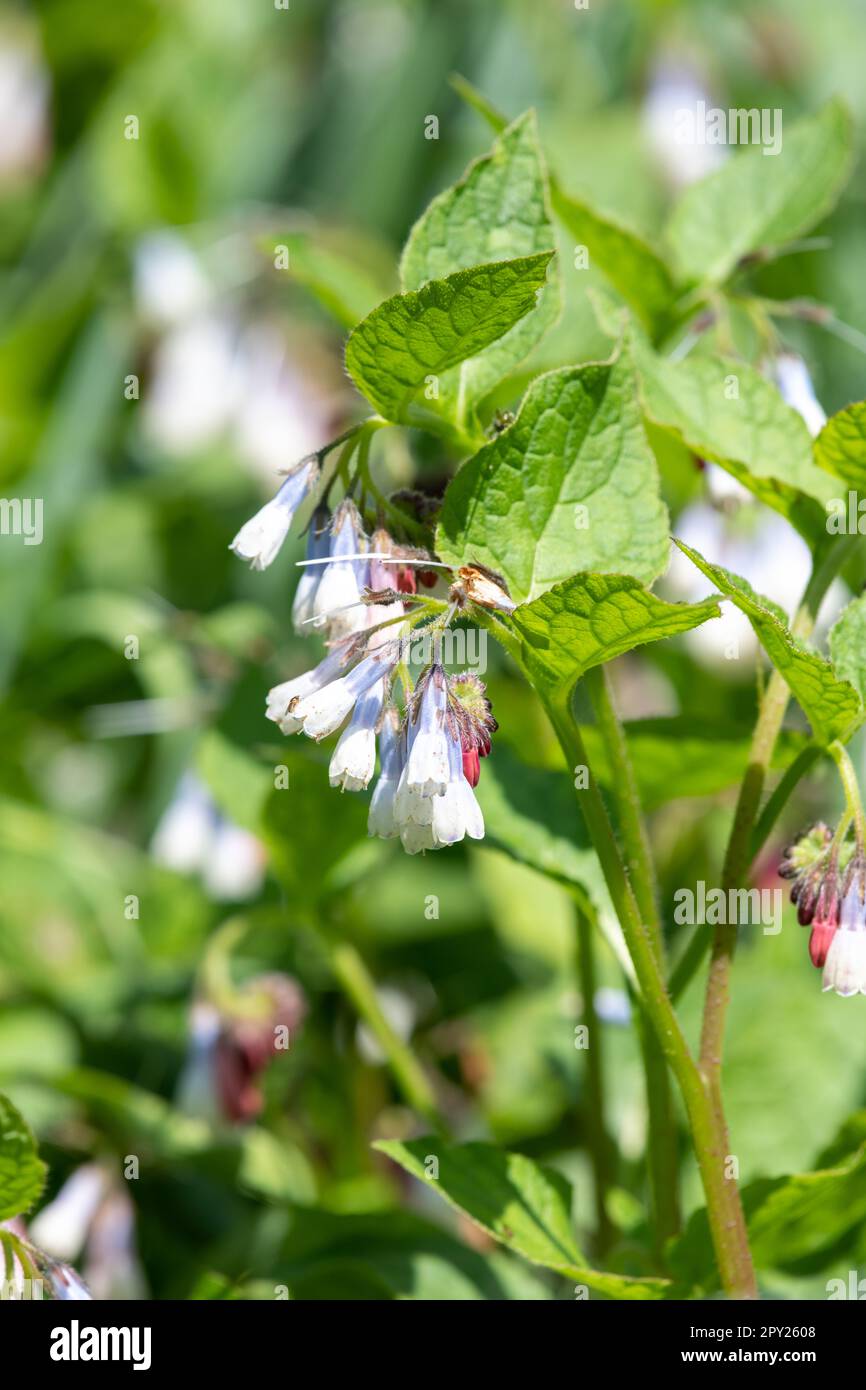 Close up of creeping comfrey (symphytum grandiflorum) flowers in bloom Stock Photo - Alamy