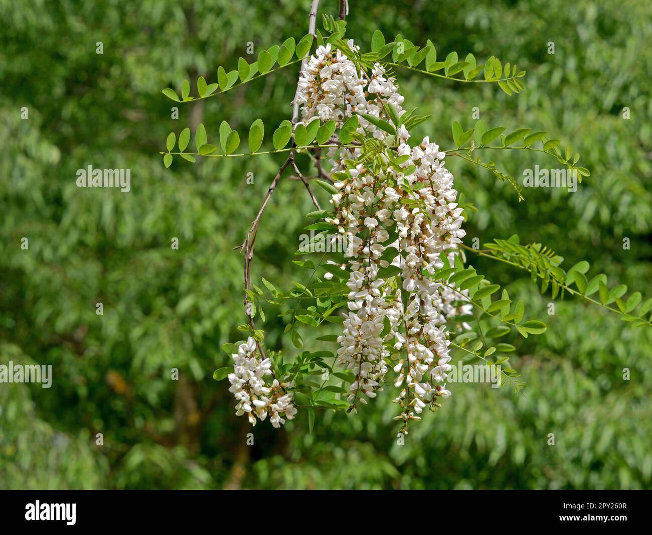 Robinia preudoacacia tree flowering in spring Stock Photo - Alamy