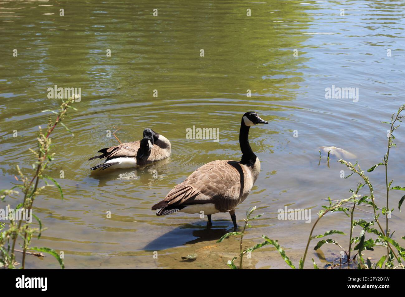 Pair of Adult Canadian Geese wading + swimming on the water in the ...