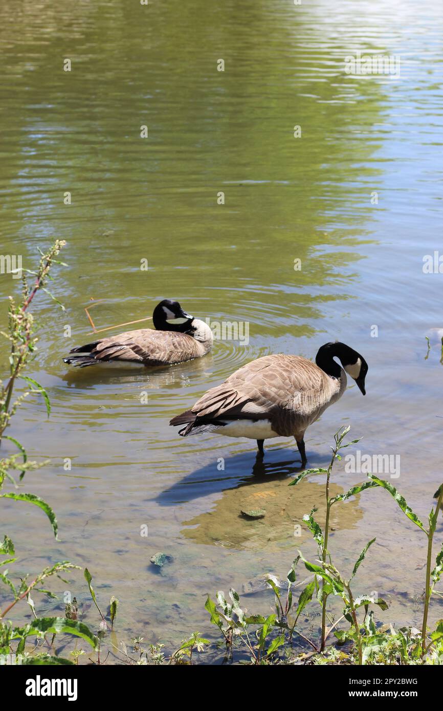 Pair of Adult Canadian Geese wading + swimming on the water in the ...