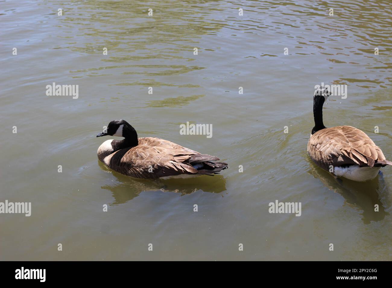 Pair of Adult Canadian Geese wading + swimming on the water in the ...