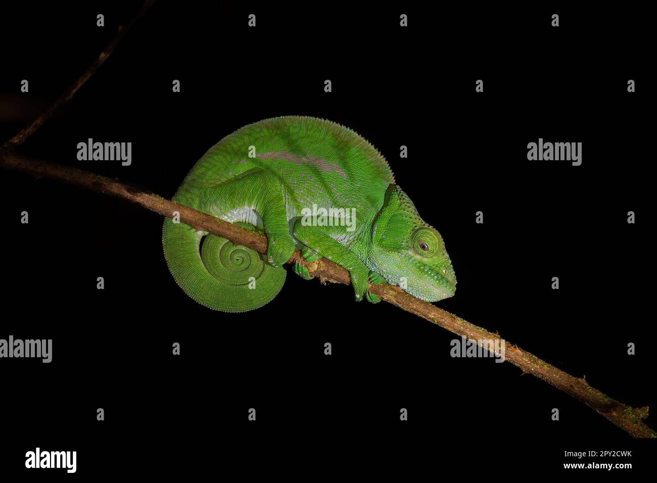 O'Shaughnessy's chameleon (Calumma oshaughnessyi), endemic species of ...
