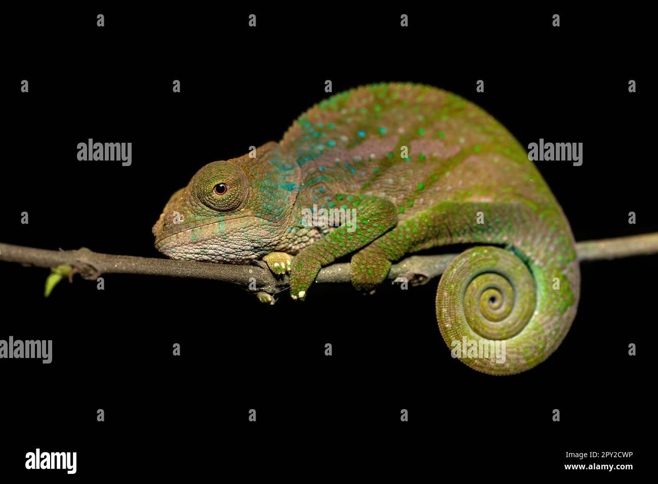O'Shaughnessy's chameleon (Calumma oshaughnessyi), endemic species of ...