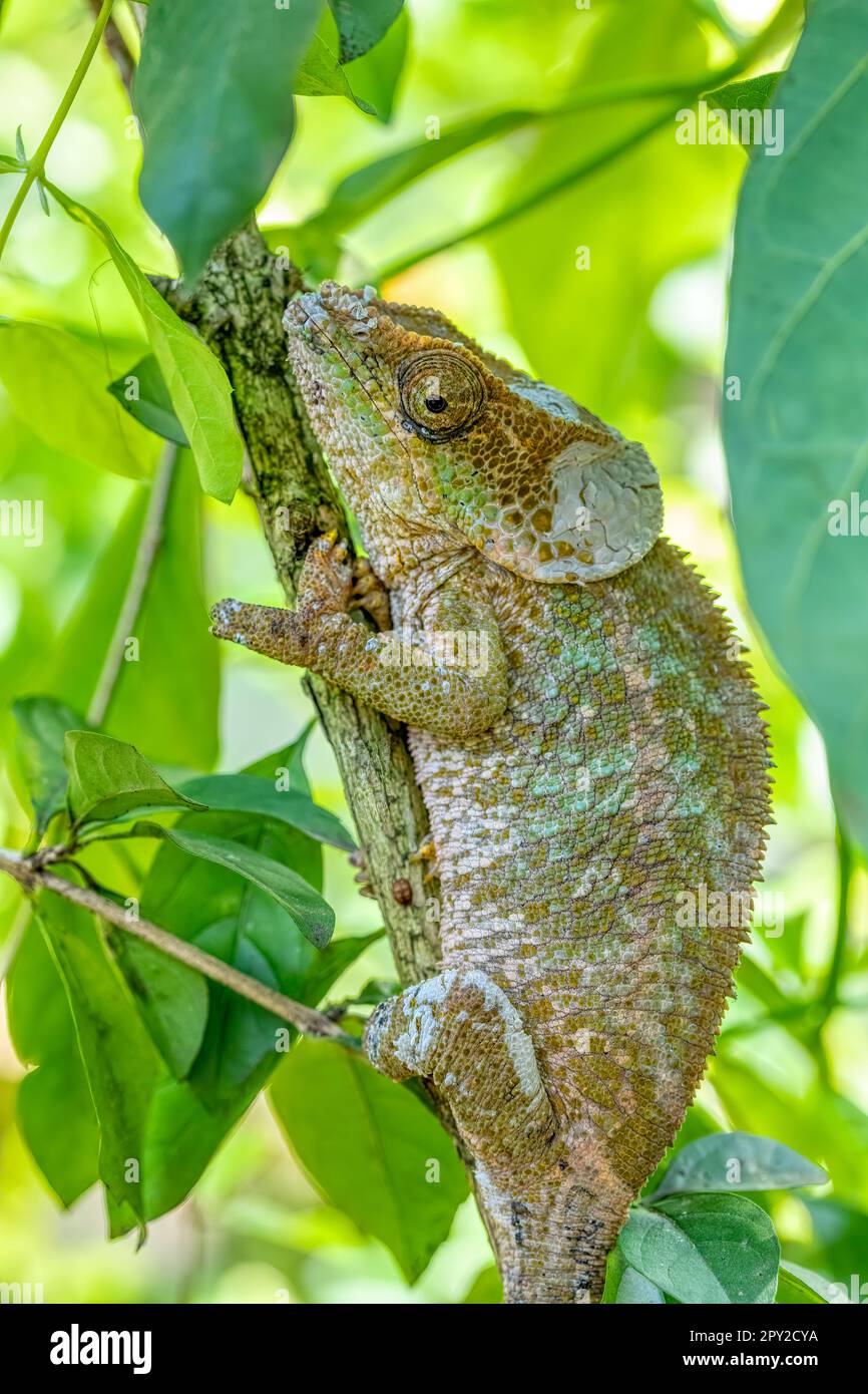 Calumma crypticum, commonly known as the cryptic chameleon or blue ...