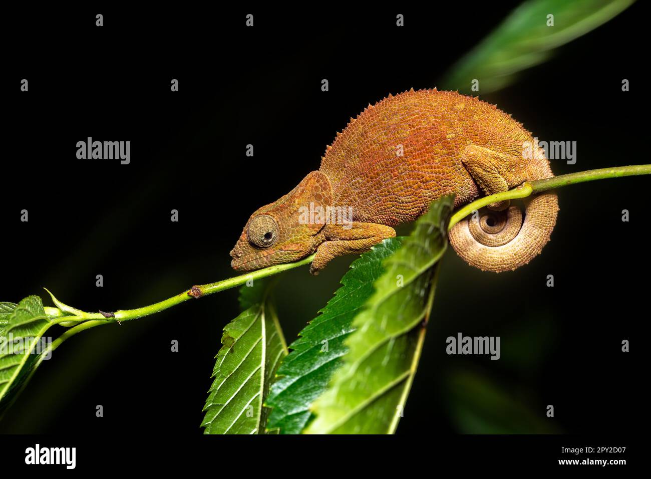 Calumma crypticum, commonly known as the cryptic chameleon or blue-legged chameleon, species of ...