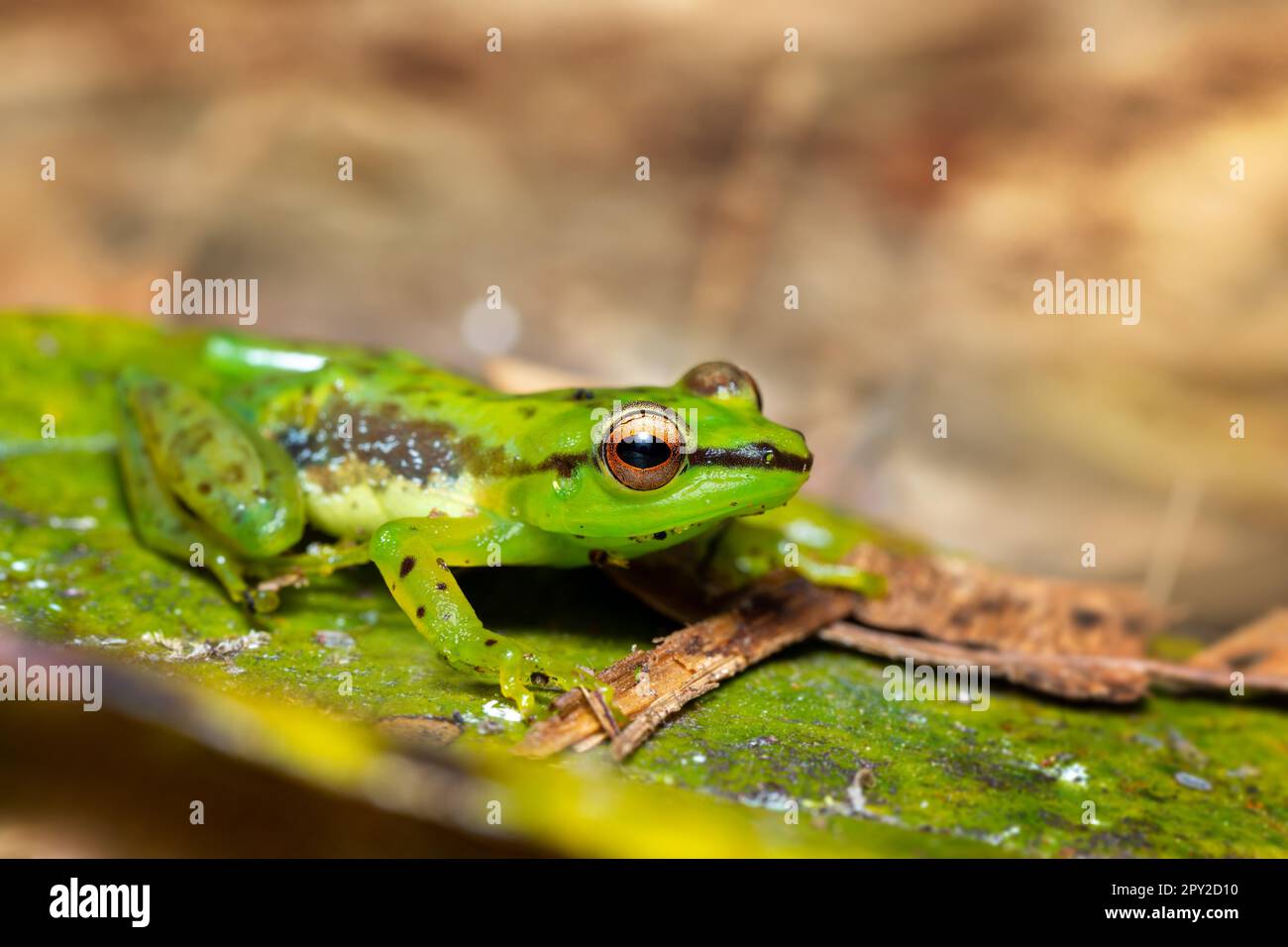 Guibemantis pulcher, endemic species of frog in the family Mantellidae ...