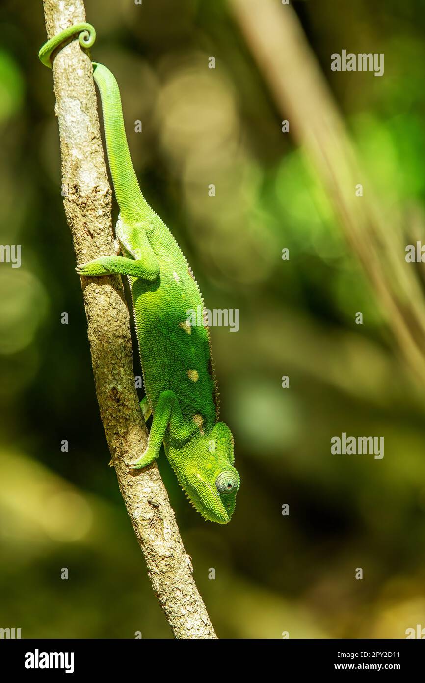 Madagascar spiny chameleon hi-res stock photography and images - Alamy