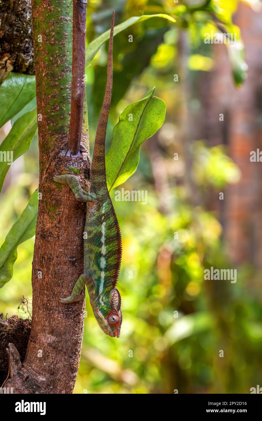 Panther chameleon, (Furcifer pardalis), endemic species of chameleon ...