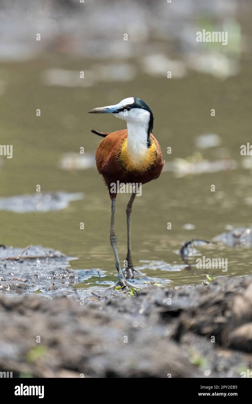 African jacana walks towards camera in shallows Stock Photo - Alamy