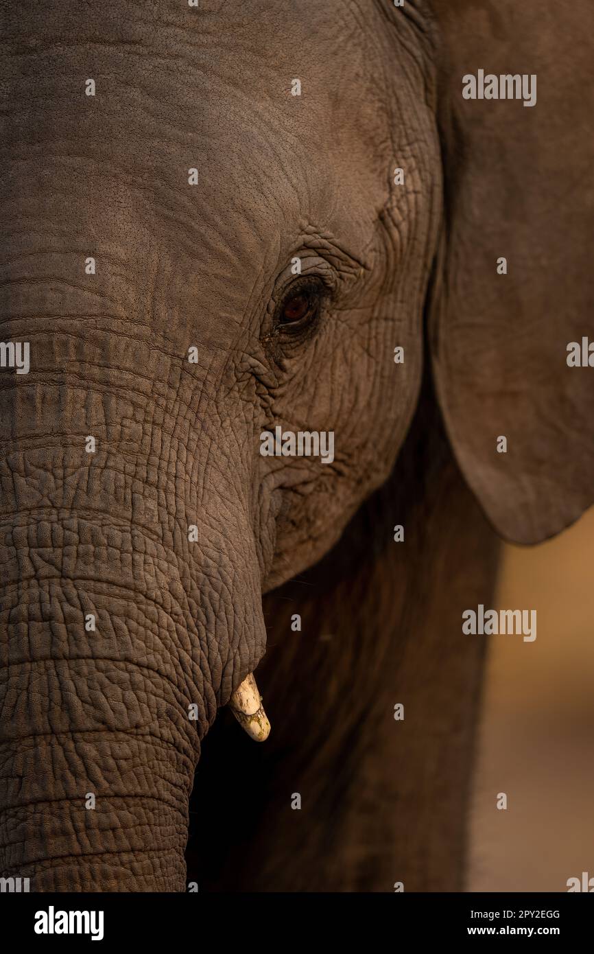 Baby elephant face close up hi-res stock photography and images - Alamy