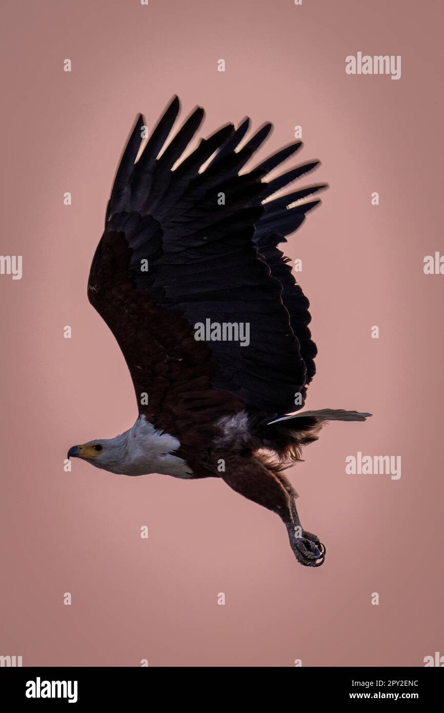 Eagle gliding through sky hi-res stock photography and images - Alamy