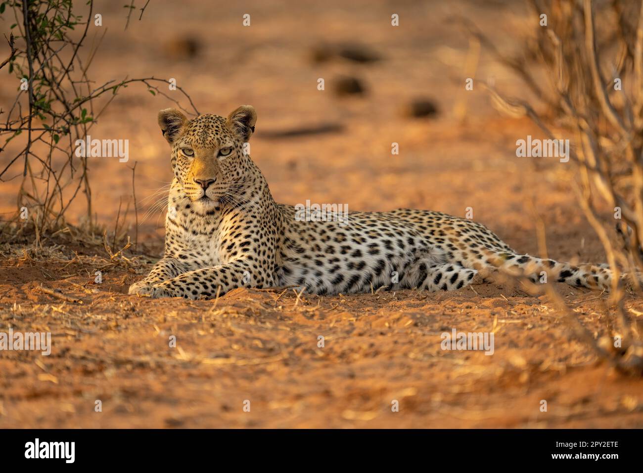 Leopard lies between bushes staring at camera Stock Photo - Alamy