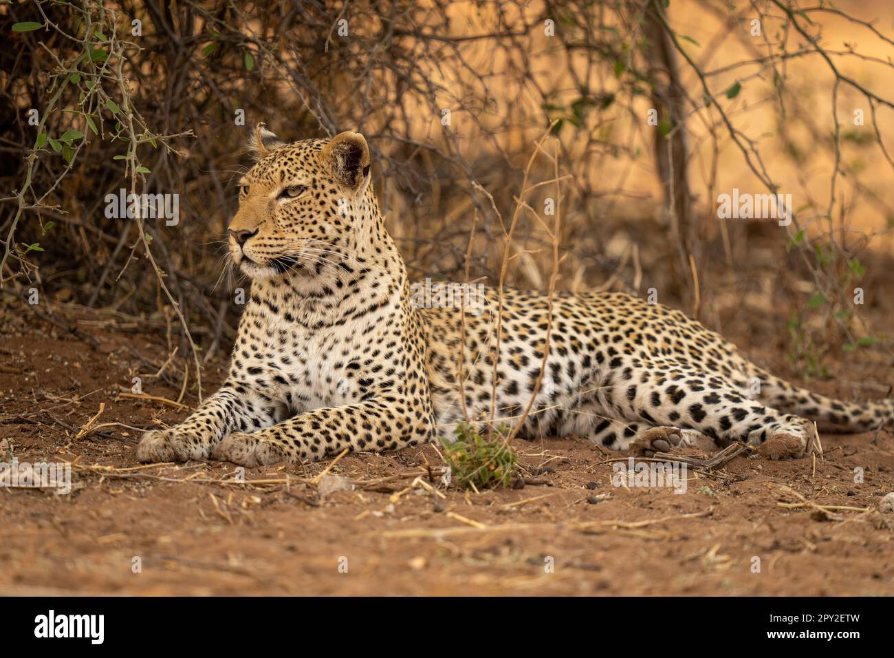 Lifted the head hi-res stock photography and images - Alamy
