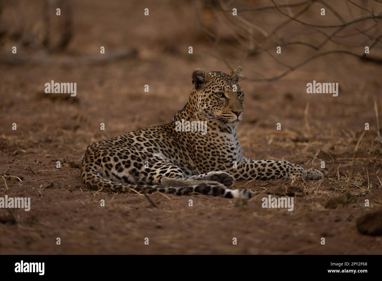 Leopard turning head hi-res stock photography and images - Alamy